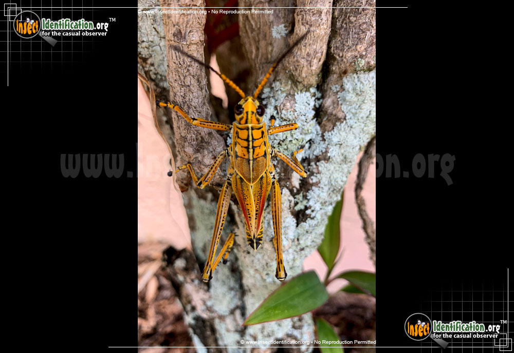Southeastern Lubber Grasshopper