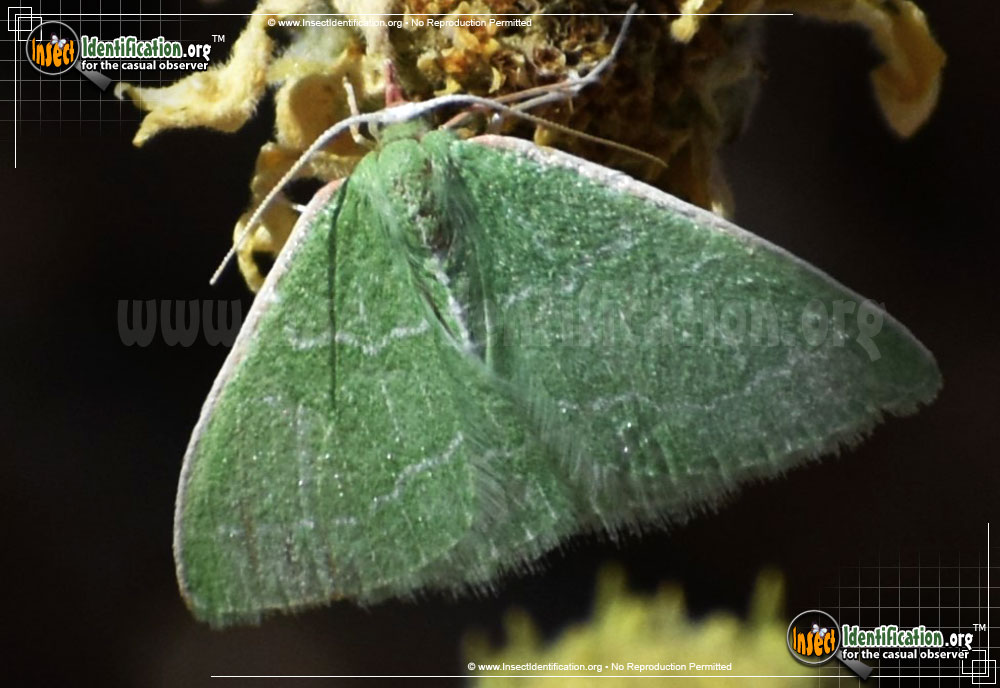 Southern Emerald Moth