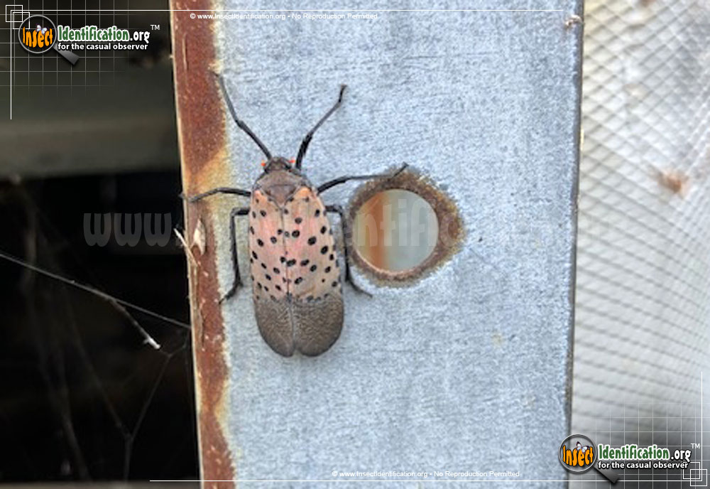 Spotted Lanternfly