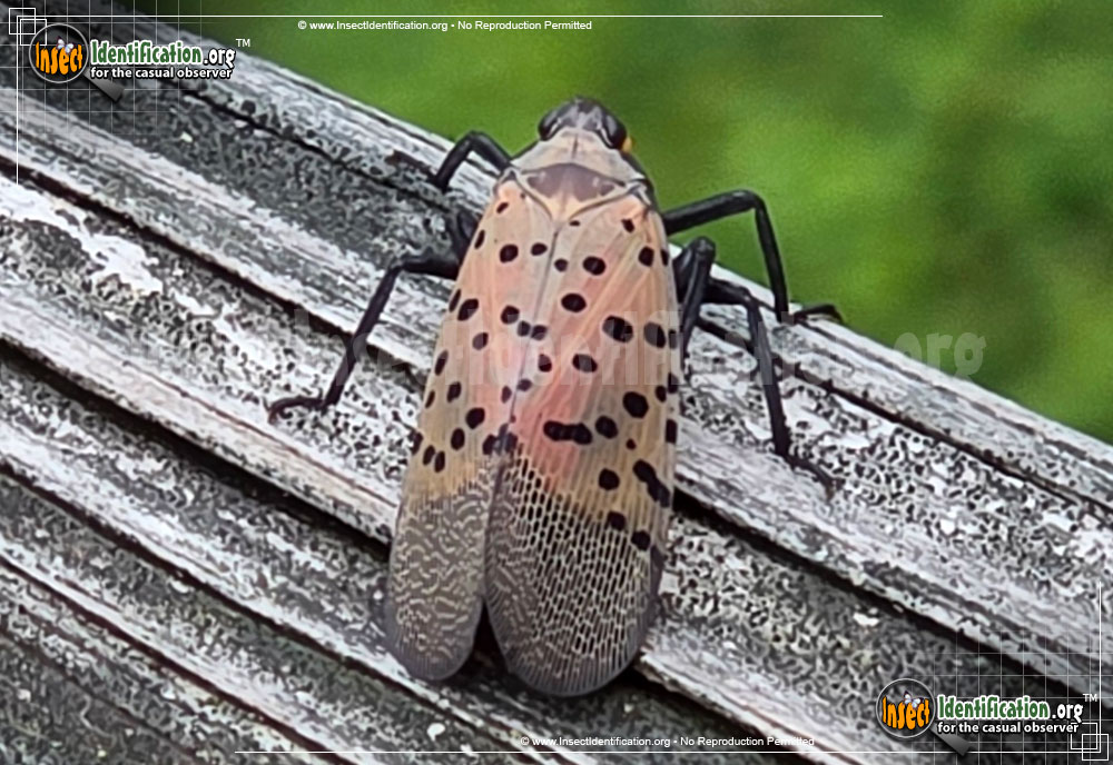 Spotted Lanternfly