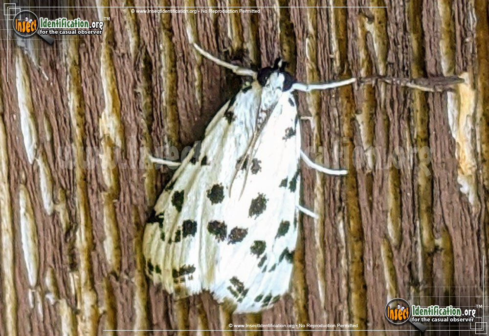 Spotted Peppergrass Moth