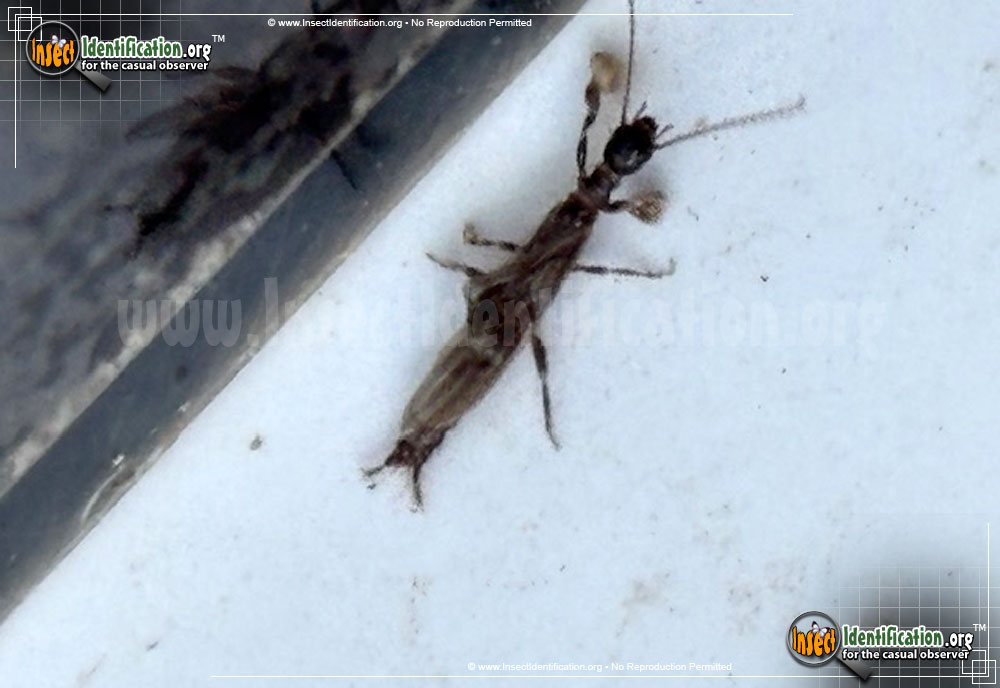 Square-headed Snakefly