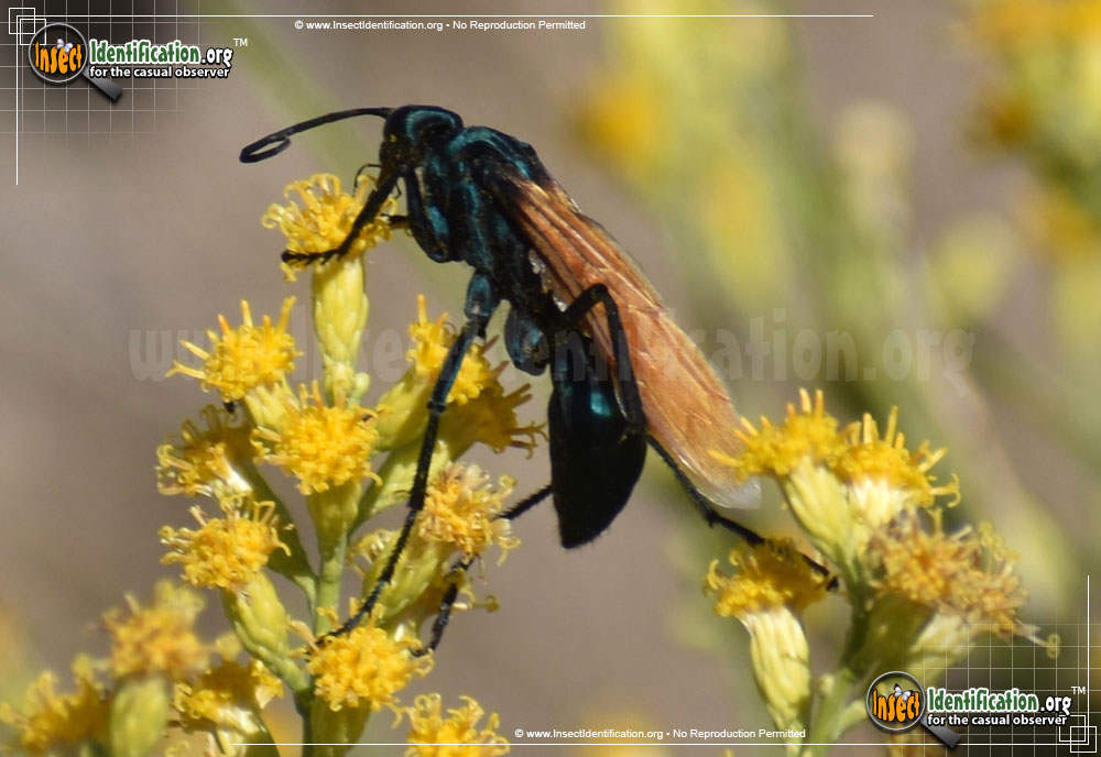 Tarantula Hawk