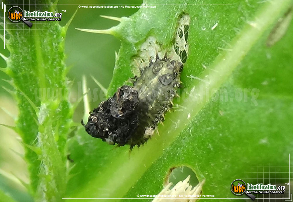 Thistle Tortoise Beetle