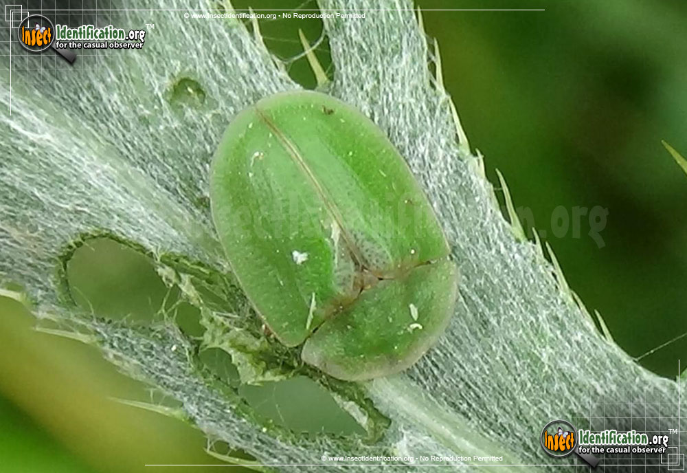 Thistle Tortoise Beetle
