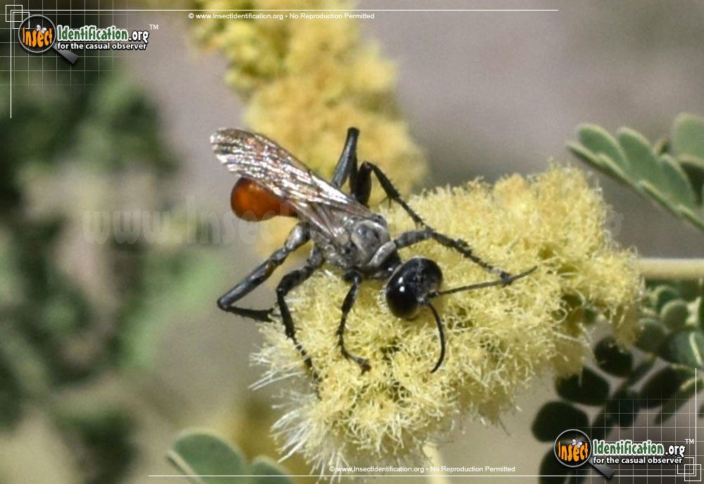 Thread-waisted Wasp - Prionyx spp.