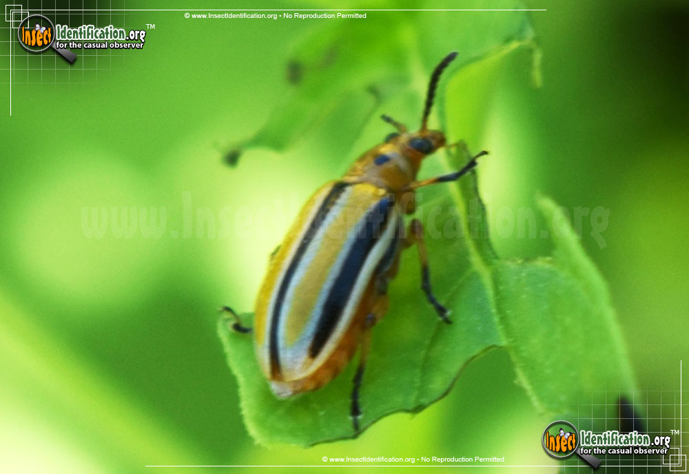 Three-lined Lema Beetle