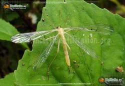 Arizona Insects (642 Found)