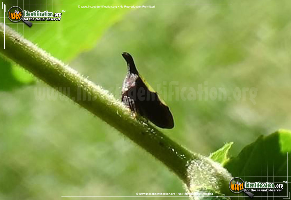 Two-marked Treehopper