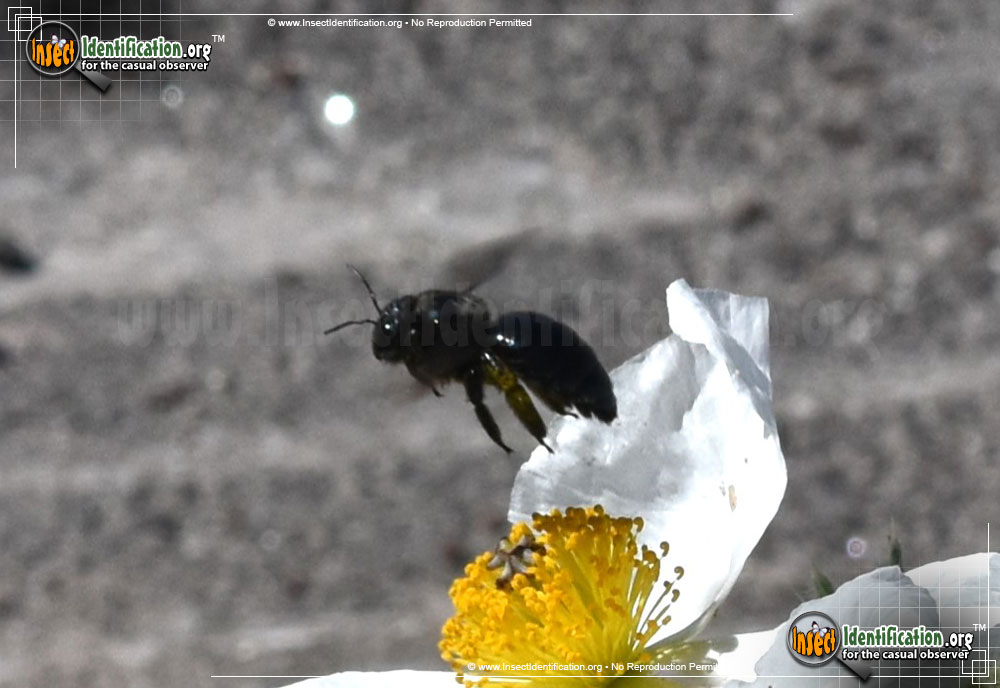 Western Carpenter Bee