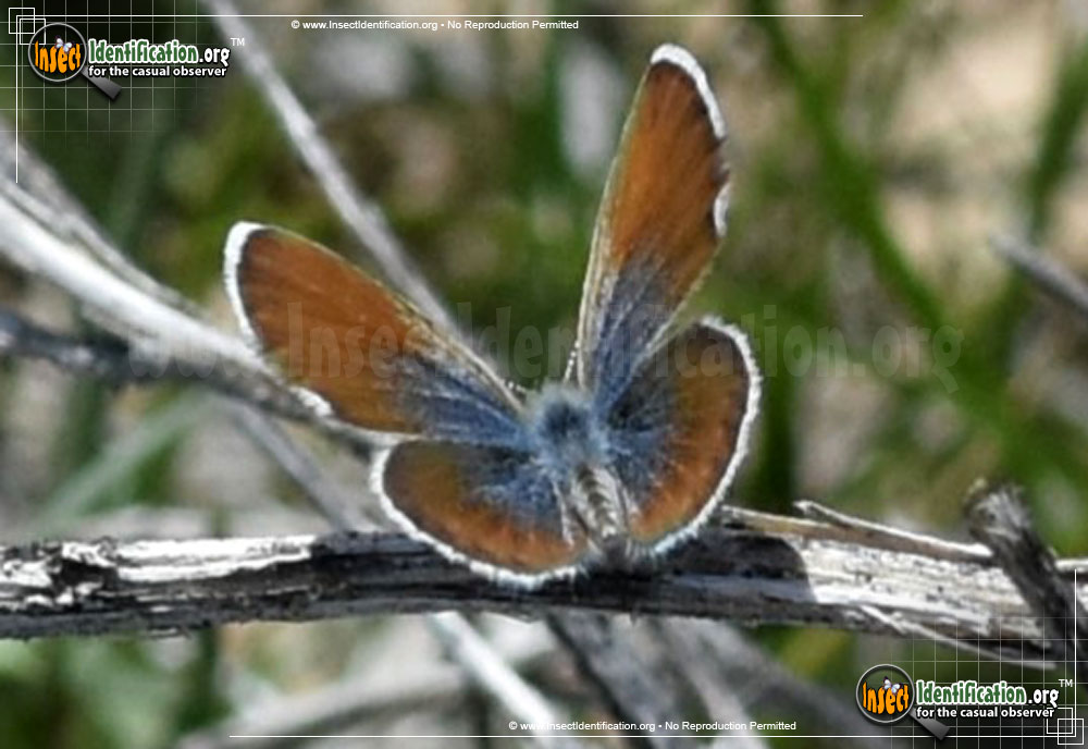Western Pygmy-Blue Butterfly