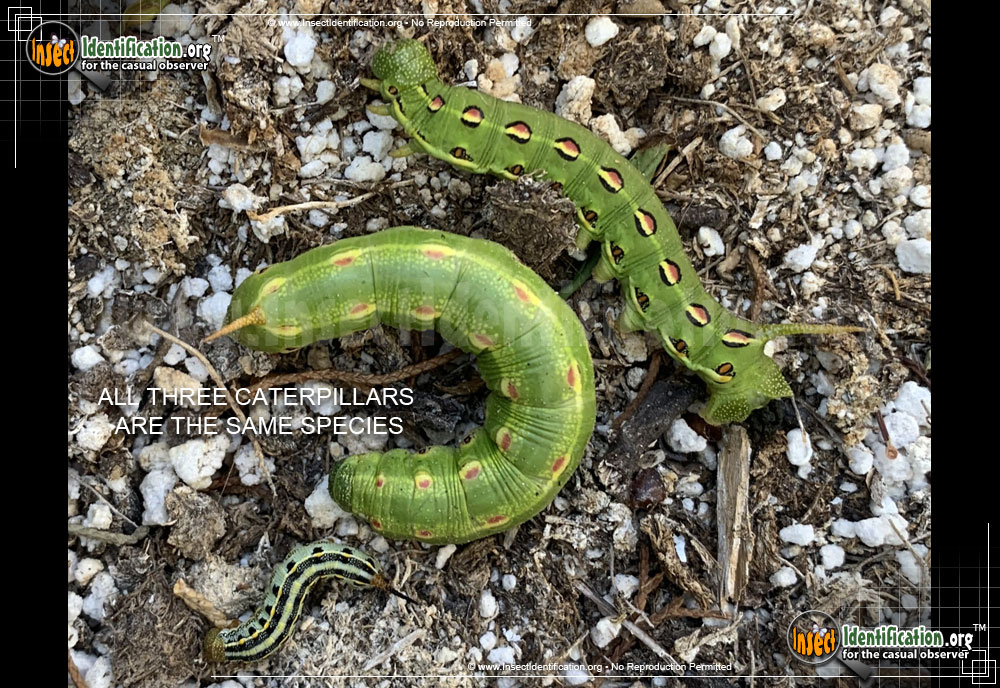 White-lined Sphinx Moth
