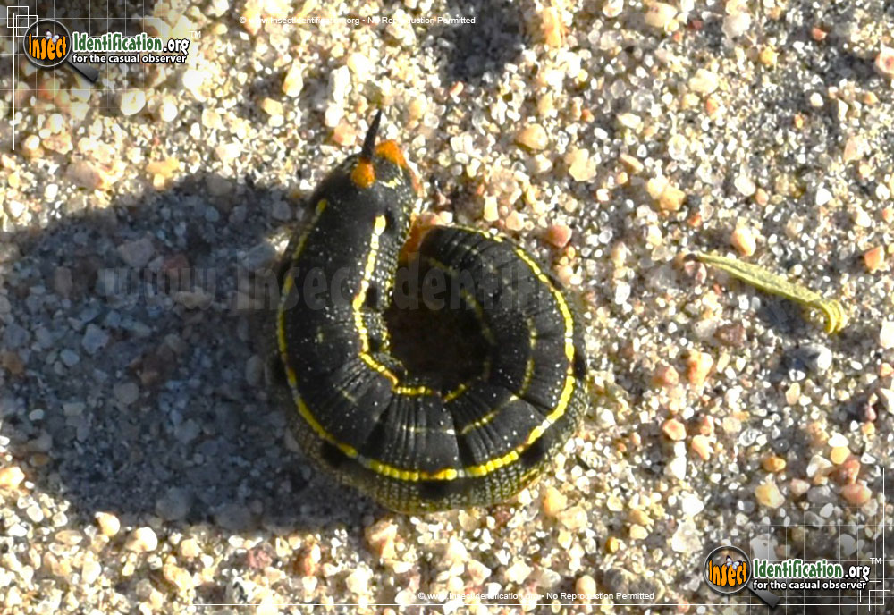 White-lined Sphinx Moth