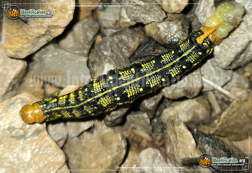 White-lined Sphinx Moth