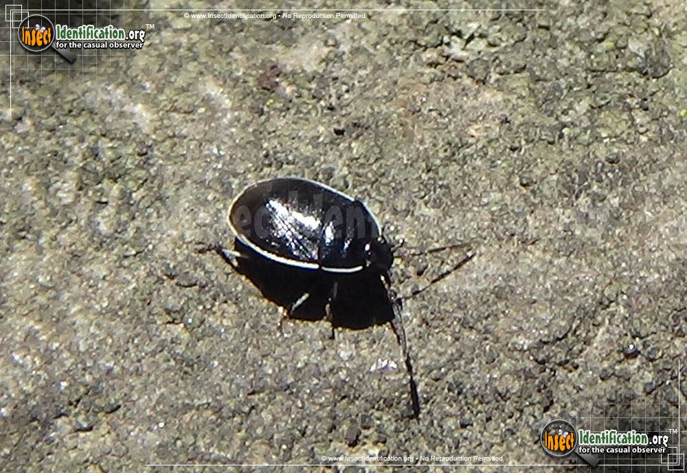 White-margined Burrower Bug