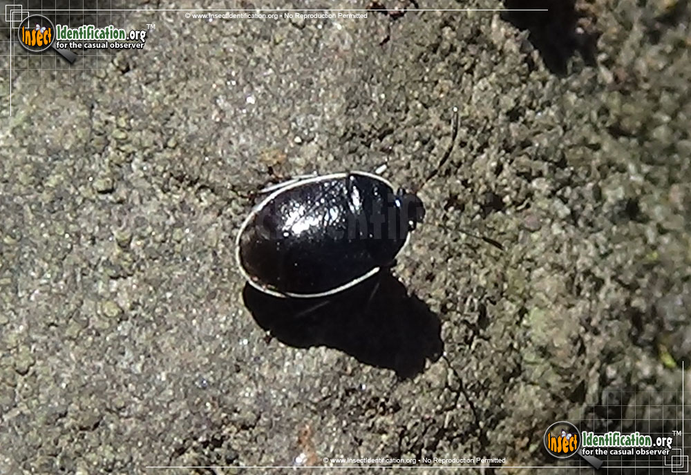 White-margined Burrower Bug