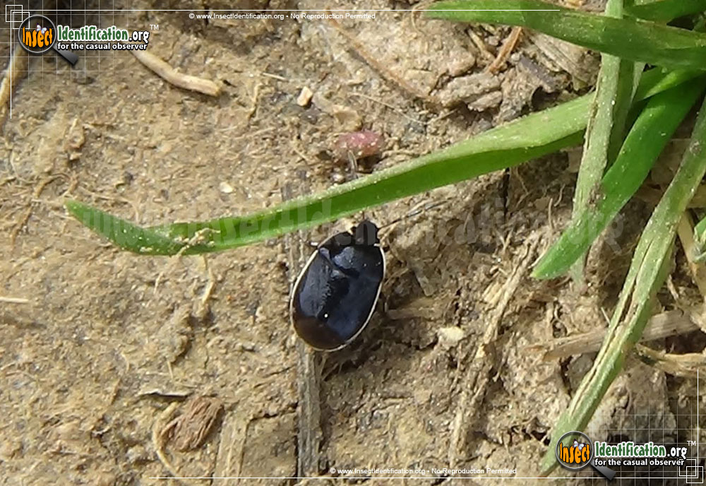 White-margined Burrower Bug