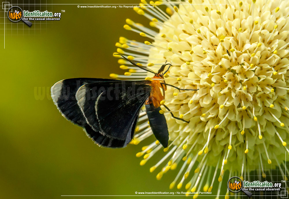 White-tipped Black Moth