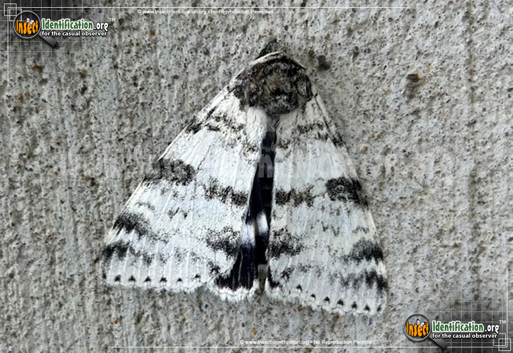 White Underwing Moth