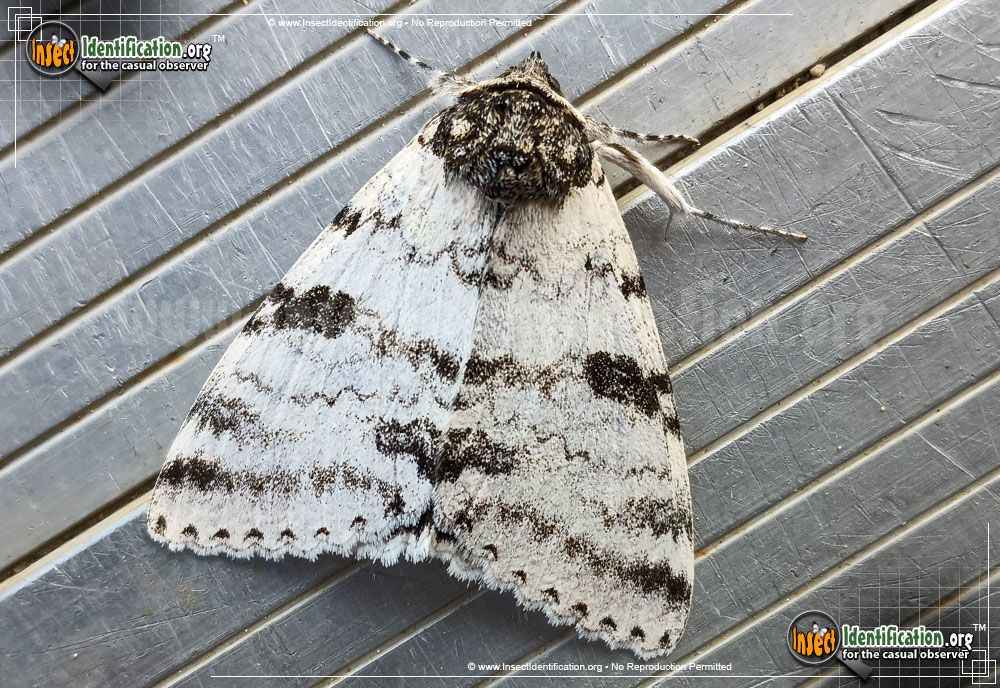 White Underwing Moth