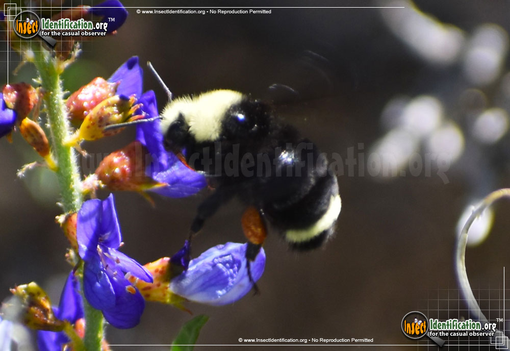 Yellow-faced Bumble Bee