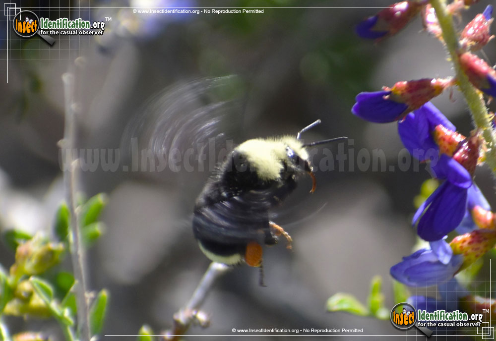 Yellow-faced Bumble Bee