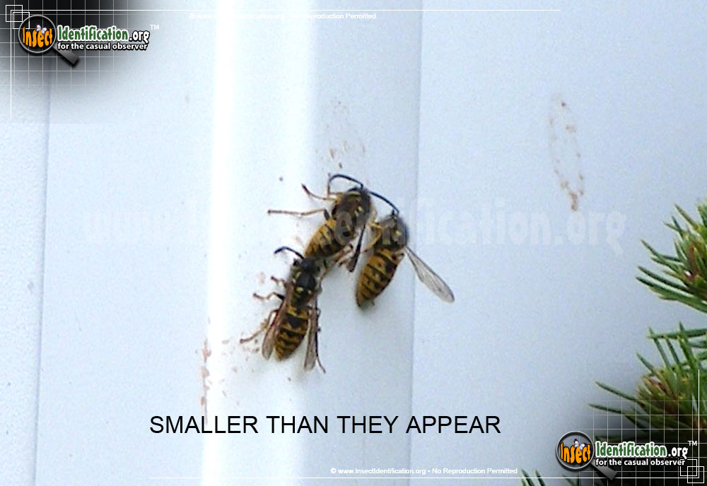 Yellow Jacket