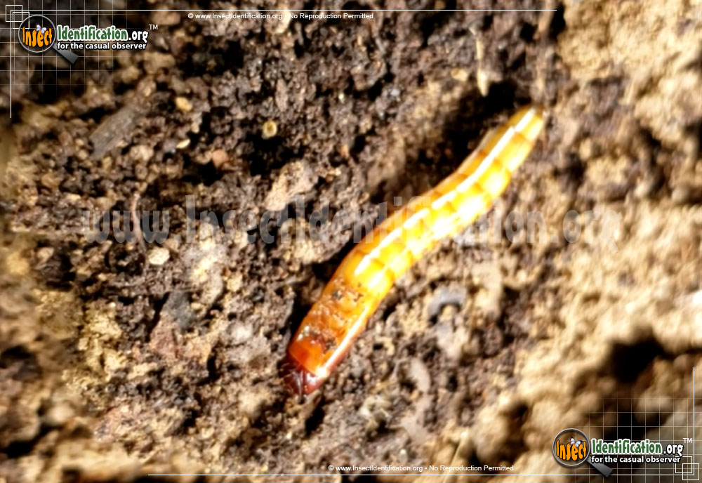 Yellow Mealworm Beetle