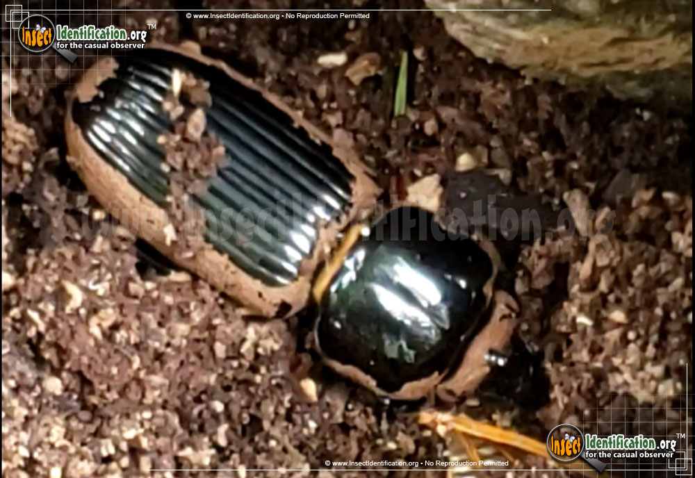 Yellow Mealworm Beetle