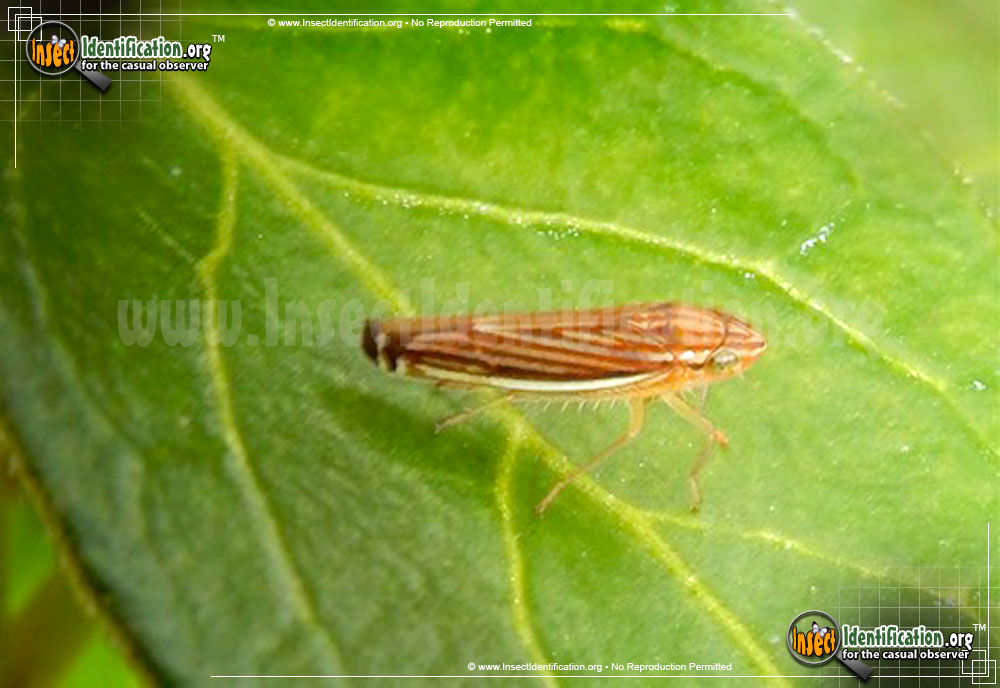 Yellow-striped Sharpshooter